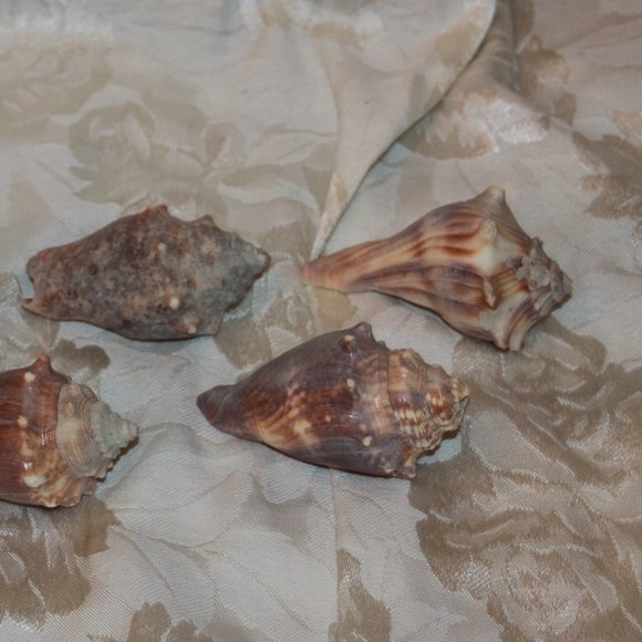 Accents | Lot Of 5 Conch Seashells Sea Shells Beach Decor | Poshmark